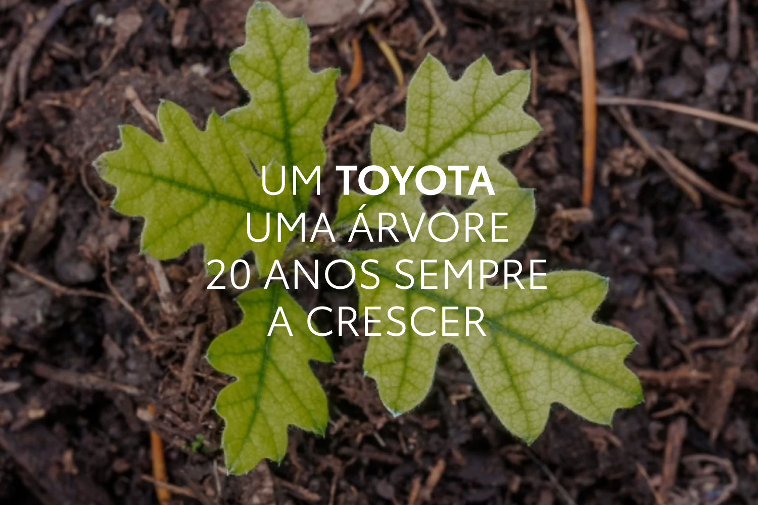 “Um Toyota, Uma Árvore”: Mobilidade que cuida do planeta